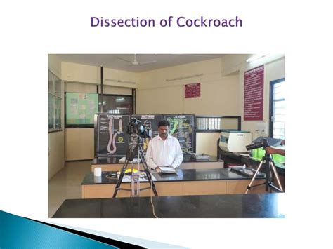 Digestive System Of Cockroach Ppsx