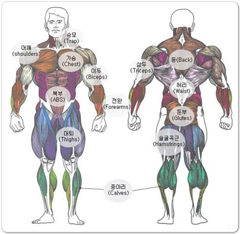 근육 명칭신체 부위명칭근육 조직 이름 네이버 블로그