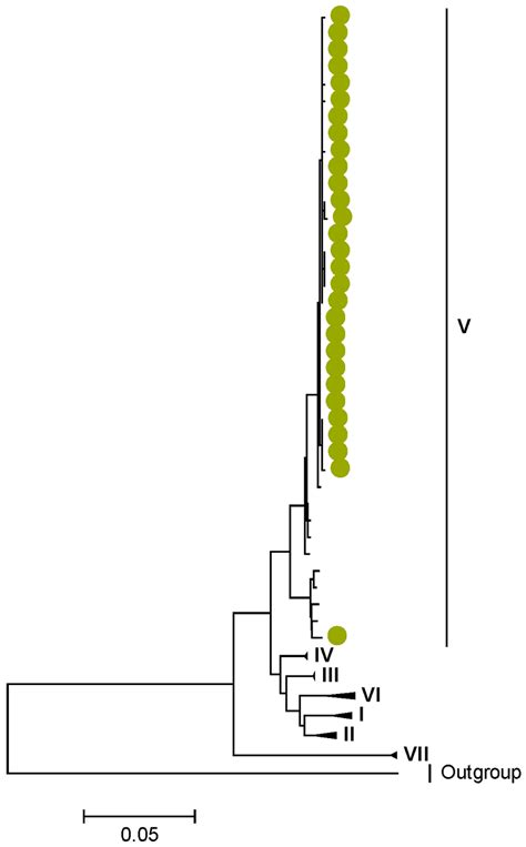 nsp3 maximum likelihood phylogenetic tree of the genome segment