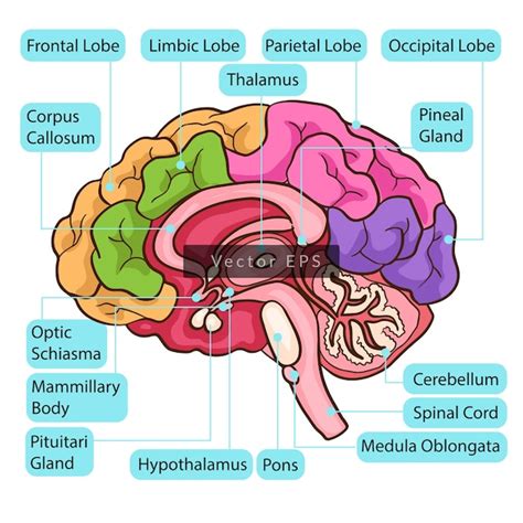 Brain Diagram Hypothalamus
