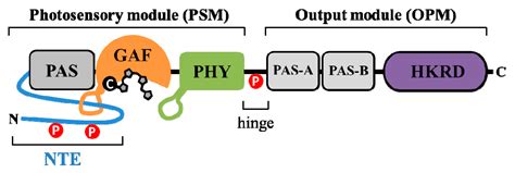Plant Phytochromes And Their Phosphorylation