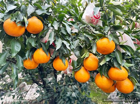 耙耙柑摄影图 水果 生物世界 摄影图库 昵图网