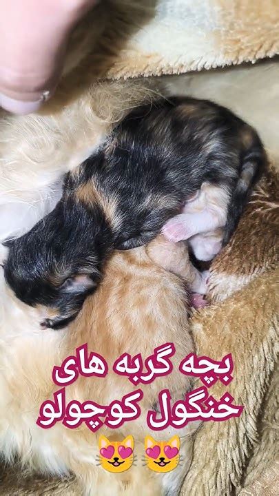 بچه گربه های حنا خانم 😻یک ویدیو کامل به زودی Youtube