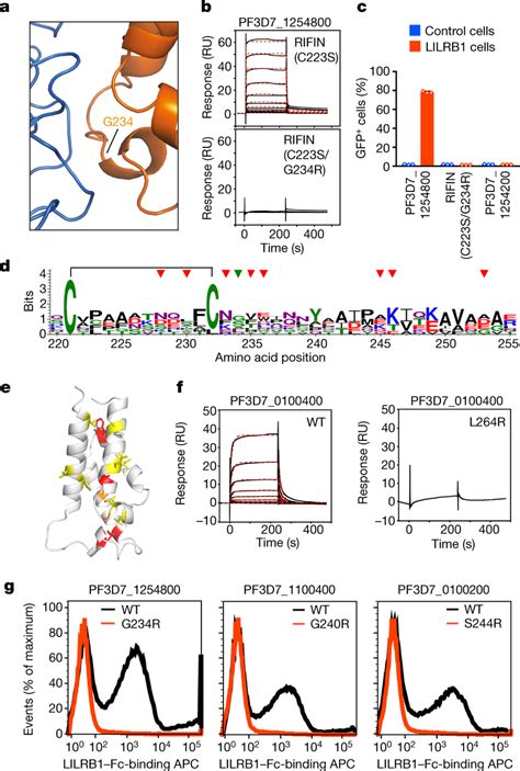 A Conserved Binding Mode Among Sequence Diverse Lilrb1 Binding