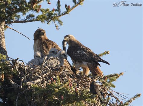 Red Tailed Hawks On The Nest With Chicks Feathered Photography