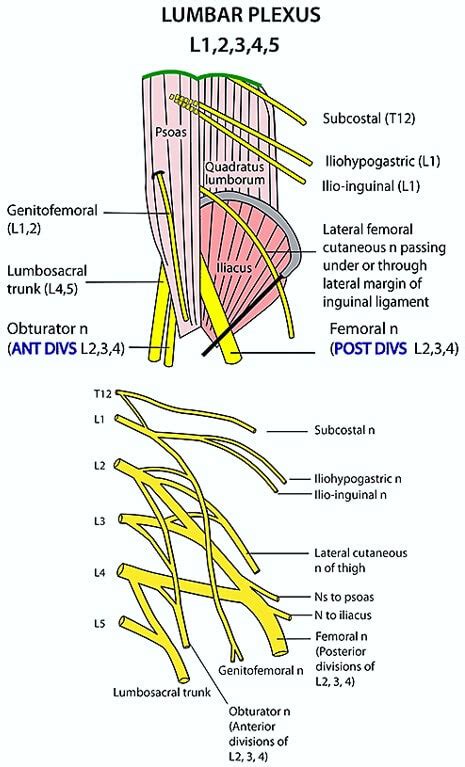 Lumbosacral Plexus Simplified Epomedicine