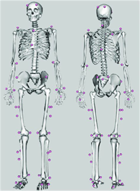Marker Set Reflective Markers Were Placed On Bone Anatomical Landmarks Download Scientific