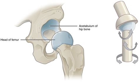 Examples Of Synarthrosis Joints And Their Functions Explained