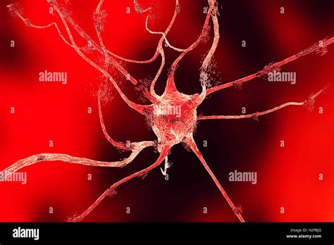 Apoptosis Of A Neuron Computer Illustration Apoptosis Programmed Cell Death Of Neurons