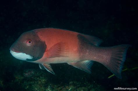 Semicossyphus Pulcher California Sheephead Reef Life Survey