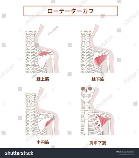 Anatomy Rotator Cuff Translaterotator Cuff Supraspinatus Stock Vector
