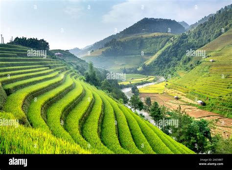 Rice Paddy Vs Rice Field At Leona Skelton Blog