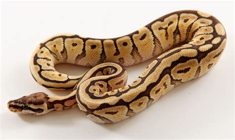 Emanuel Goette Alias Crespo Programación Orientada A Objetos En Python Parte 3