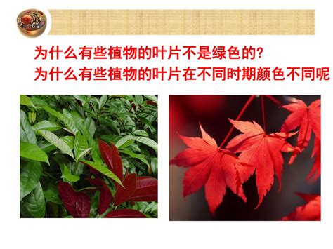 5 3能量之源光与光合作用 生物组 陈丽芳 ppt download