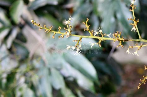 Flowers And Miniature Fruits Of Lychee Or Litchi Litchi Chinensis On A Tree Stock Image