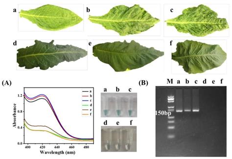 用于可视化检测烟草花叶病的试剂盒及其使用方法