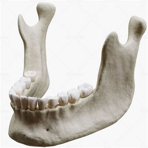 Human Skull Explode Anatomy Atlas 3d Model