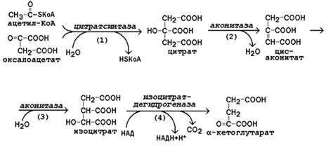 8 неделя