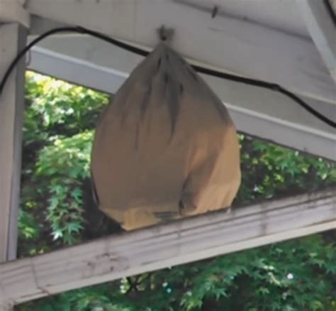 Man Tests Wifes Hack For Getting Rid Of Wasps All Year Long And Cant Believe It Works
