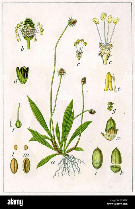 Plantago species hi-res stock photography and images - Alamy
