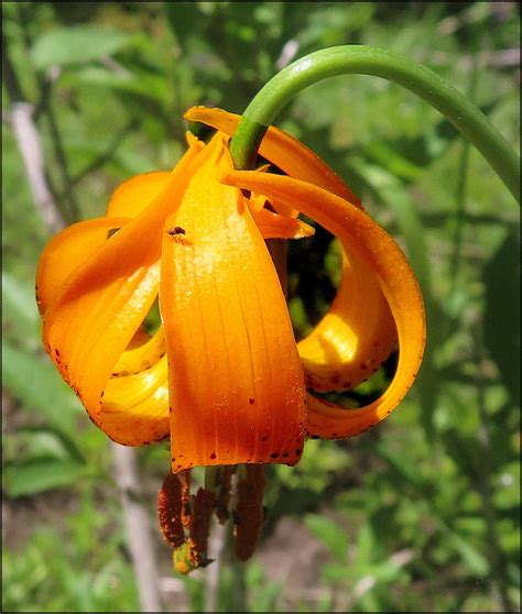 Community Lake 014 A Wildflower Journal