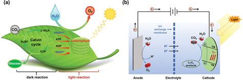 Schematics Of A Natural Photosynthesis And B Pec Co2 Reduction Download Scientific Diagram