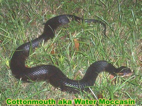 Cottonmouth Water Moccasin Spiders Snakes Pinterest More