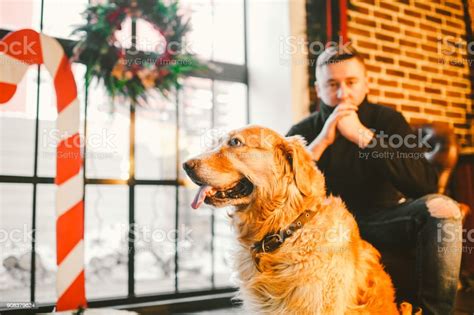 순수한 골든 리트리버 래브라도 클로즈업 창 배경 벽돌 벽 및 소유자에 겨울에 크리스마스 장식과 인테리어에 세로 남자 안락의 자에