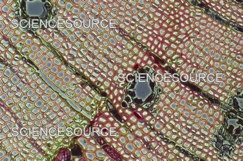 Pine Xylem Under A Microscope Stock Image Science Source Images