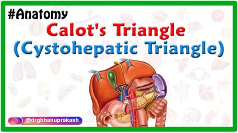 Cystohepatic Triangle