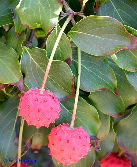 Fruit Trees Home Gardening Apple Cherry Pear Plum Red Fruit Trees