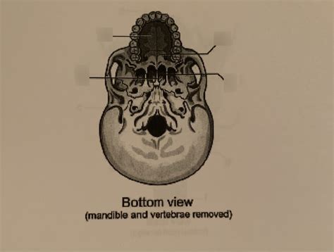 Anatomy Diagram Chapter 4 Diagram Quizlet
