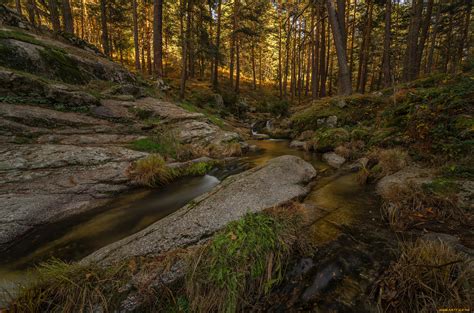 Обои Природа Лес обои для рабочего стола фотографии природа лес деревья Обои для рабочего