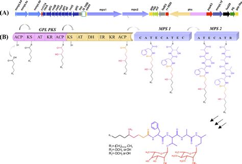 Biosynthetic Pathway Of Gpl A Shown Is Organization Of Gpl Gene Download Scientific Diagram
