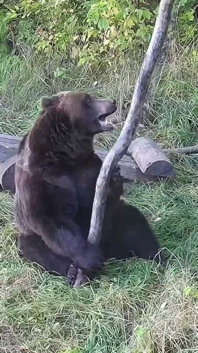 Медведь Мансур Mansur The Bear Мансур без дела не сидит Youtube