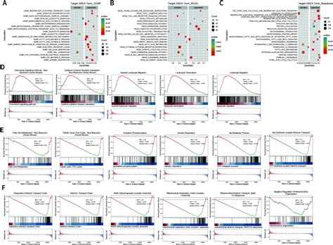 Sfrp2 Modulates Functional Phenotype Transition And Energy Metabolism Of Macrophages During