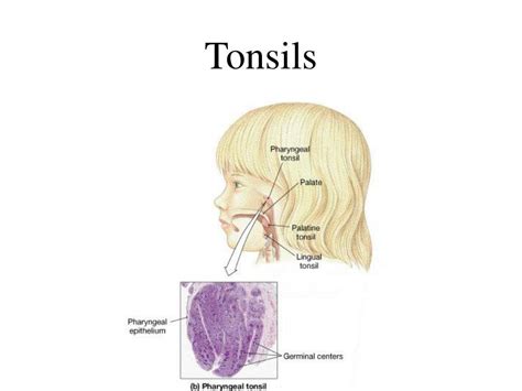 Ppt Lymphatic System Powerpoint Presentation Free Download Id 4236379