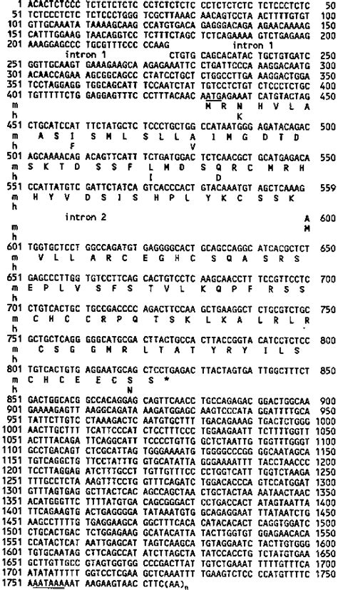 nucleotide sequence of the mouse cdna clone pmnc2 the interruption of