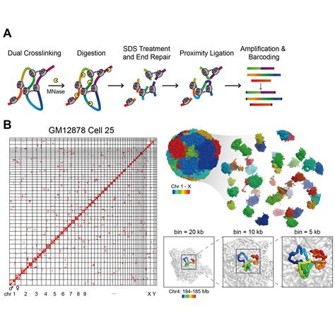 Single Cell Micro C Protocol