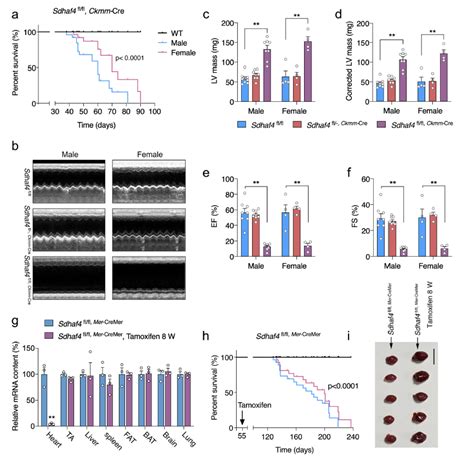 客户案例 Nc：线粒体复合体Ⅱ组装在扩张型心肌病发生中的重要机制 肿瘤细胞 氨基酸代谢 非靶向代谢 脂质 多组学代谢流检测分析 脂肪酸定量 肠道微生物菌群检测 麦特绘谱