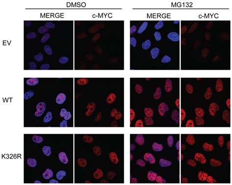 Wt And K326r Myc Exhibit Similar Subcellular Localization Sh Ep Cells