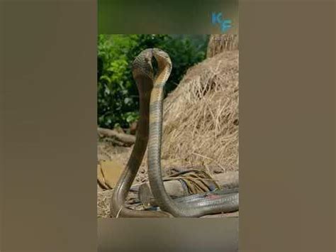 Кобра - YouTube