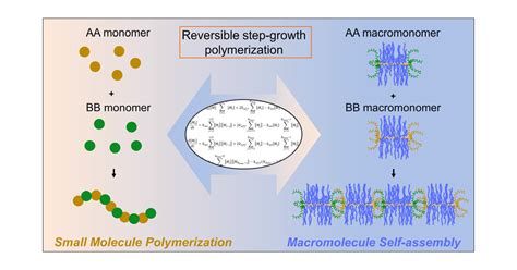 Dna Mediated Step Growth Polymerization Of Bottlebrush Macromonomers Journal Of The American