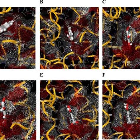 Protein Surface View Of Cyp2d6 Crystal Docked Structure With The