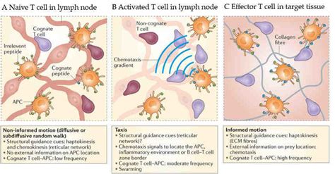 T Cell Migration Inside Tissues A Naïve T Cells Migrate Randomly To