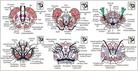 Paramedian Pontine Reticular Formation