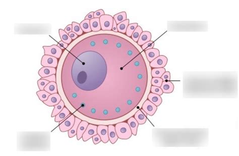 Female Gametic Cell Diagram Quizlet