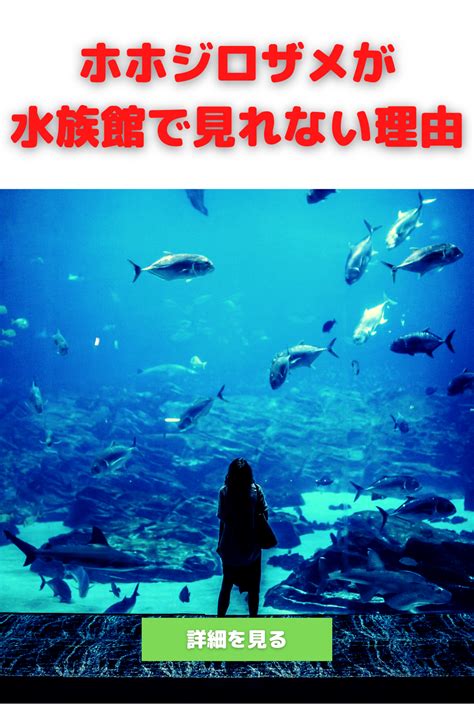 【世界最大級の鮫】ホホジロザメが水族館で見れない3つの理由 映画 鮫 水族館