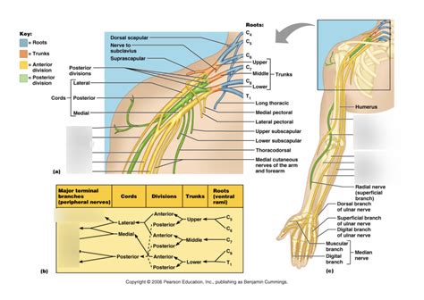 Brachial Plexus Diagrams Diagram Quizlet