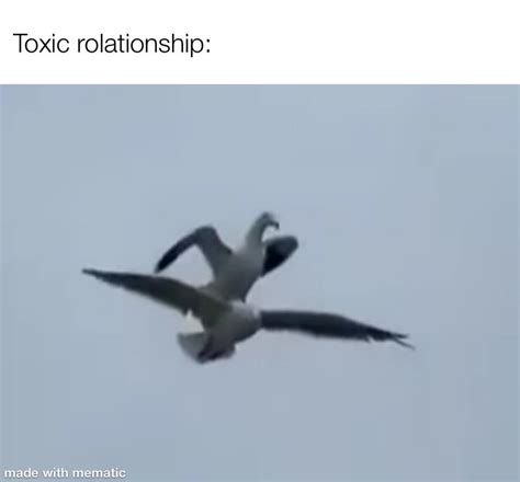 Nice Now I Hate Bird Rmemes